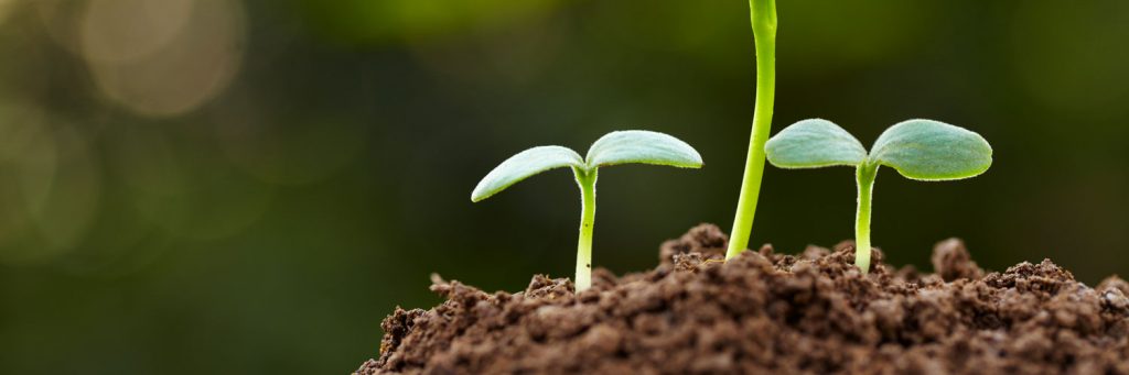 sps-hero-2 | Sustainable Plant Solutions - Where growing meets ...